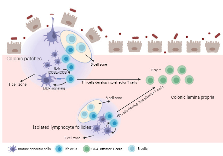 董晨团队揭示Tfh细胞在慢性肠炎中的新角色